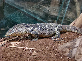 FAUNA Y FLORA DEL MUNDO: VARANO: " Un dragón en miniatura"